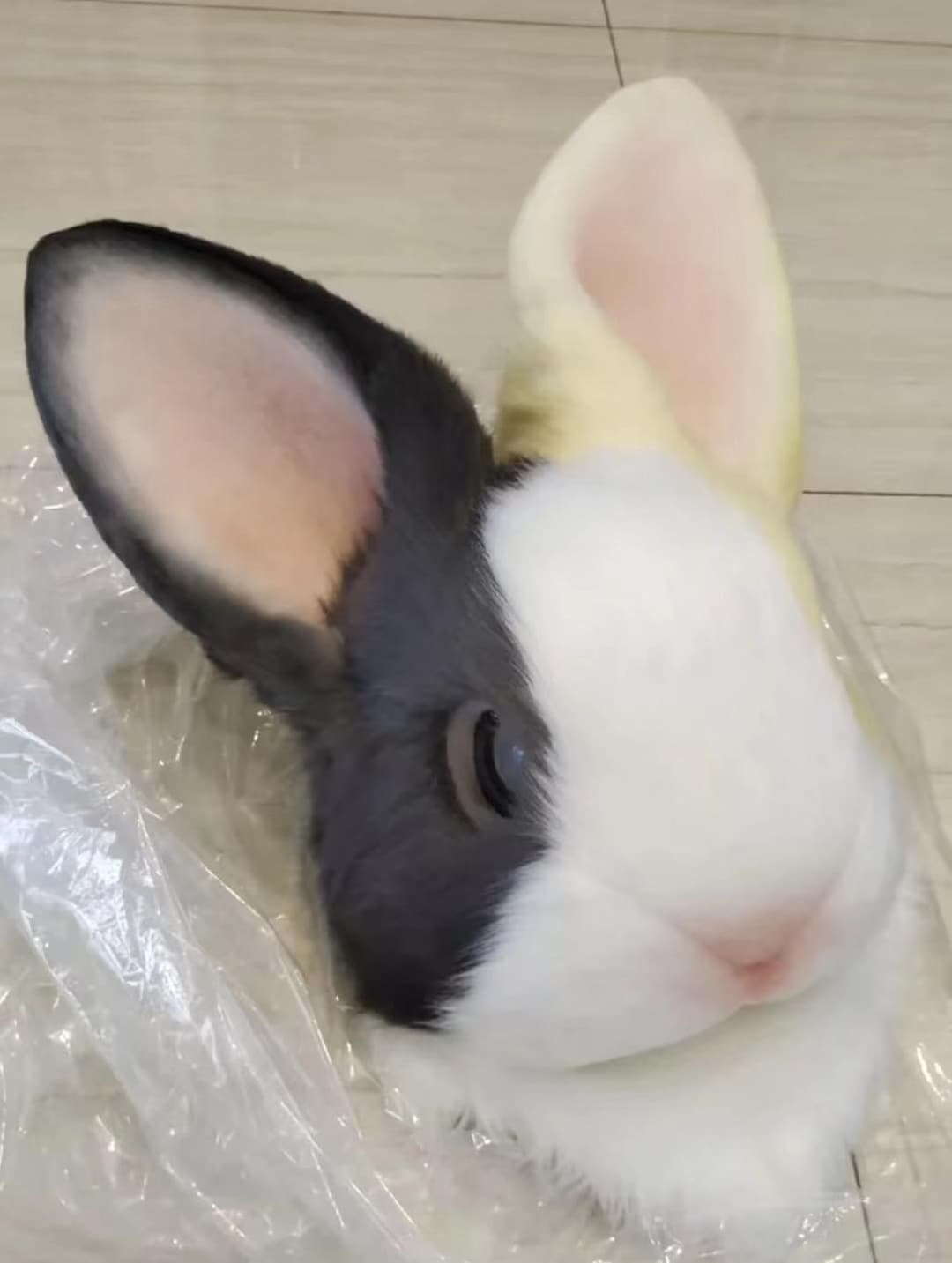 Fursuit Head- Realistic Style Rabbit Head Customization,furry Cosplay,realistic Fursuit Head ...