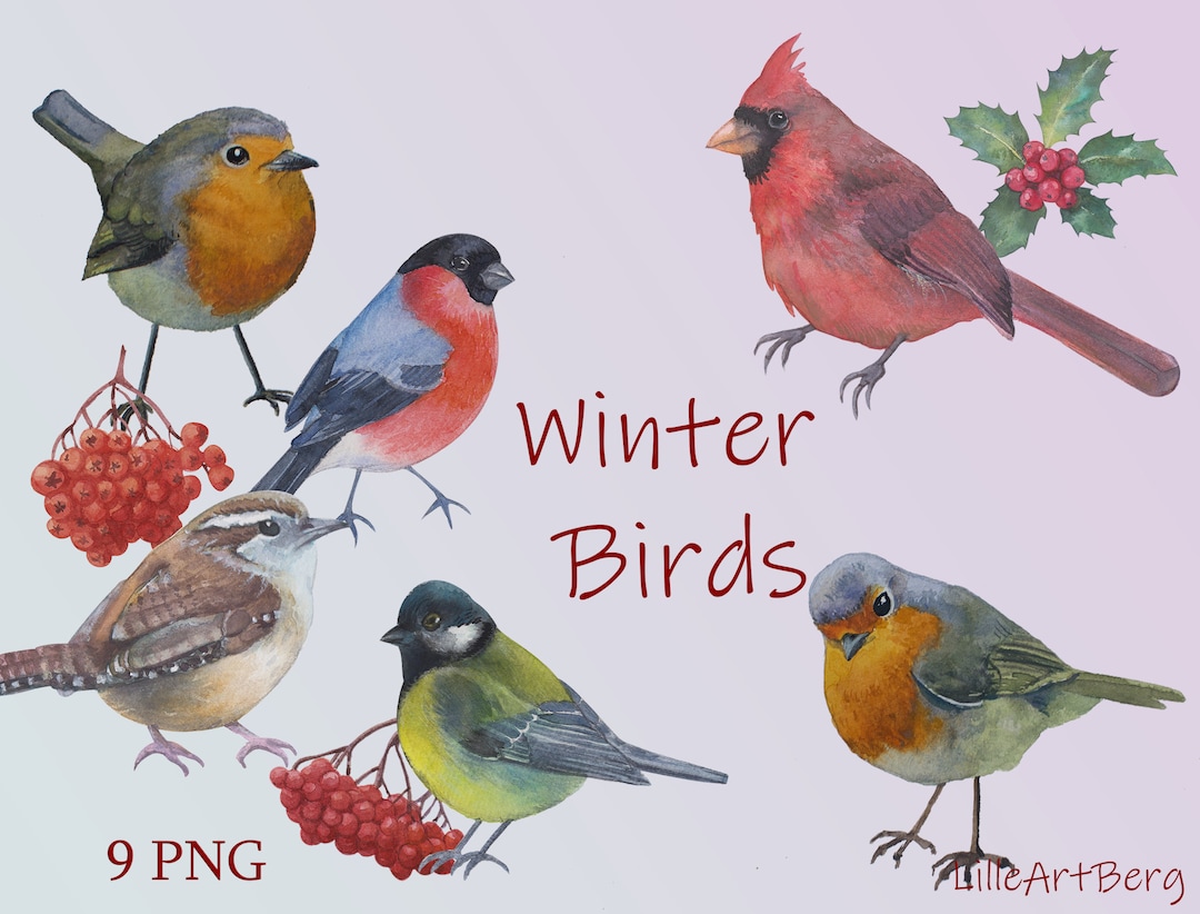 Bird Clipart Set Winter Clipart Watercolor Bird PNG Bullfinch Holly ...