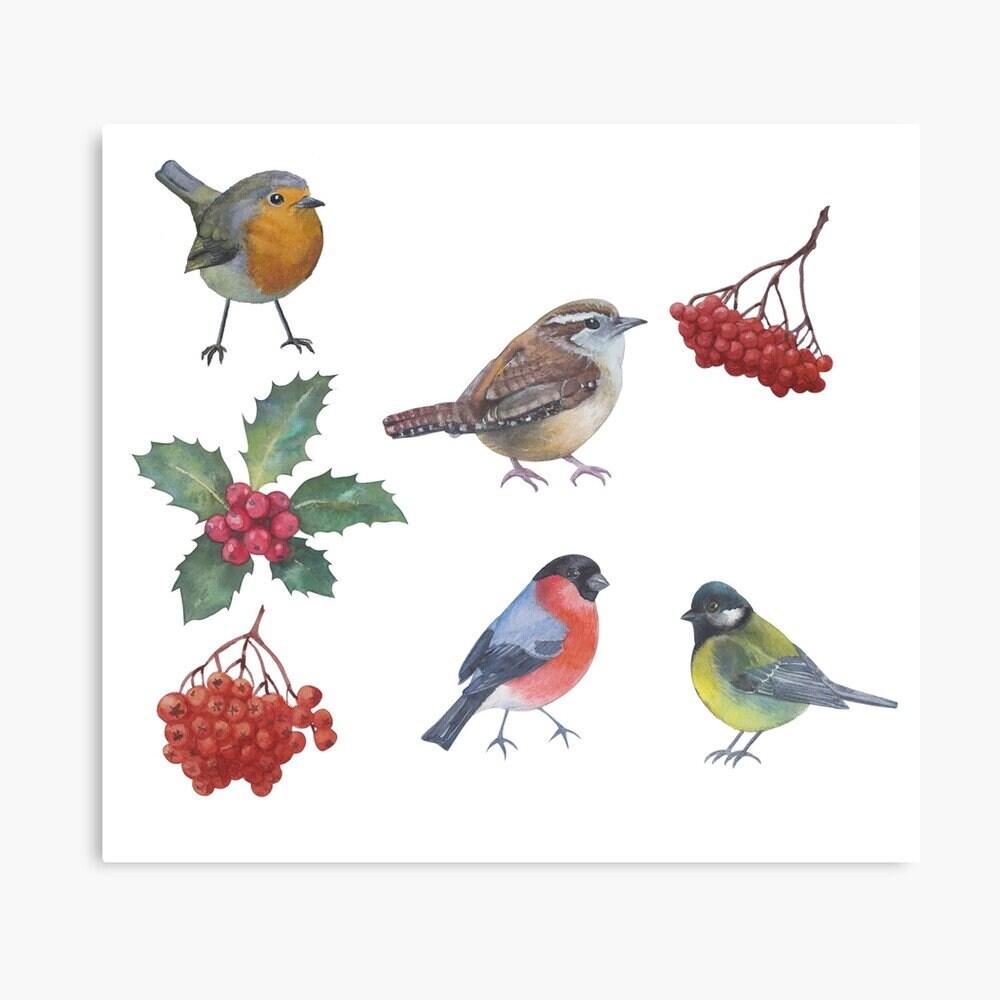 Bird Clipart Set Winter Clipart Watercolor Bird PNG Bullfinch Holly ...