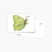 Watercolor Butterfly Clipart Set: Spring Insects & Black Flowers (PNG ...