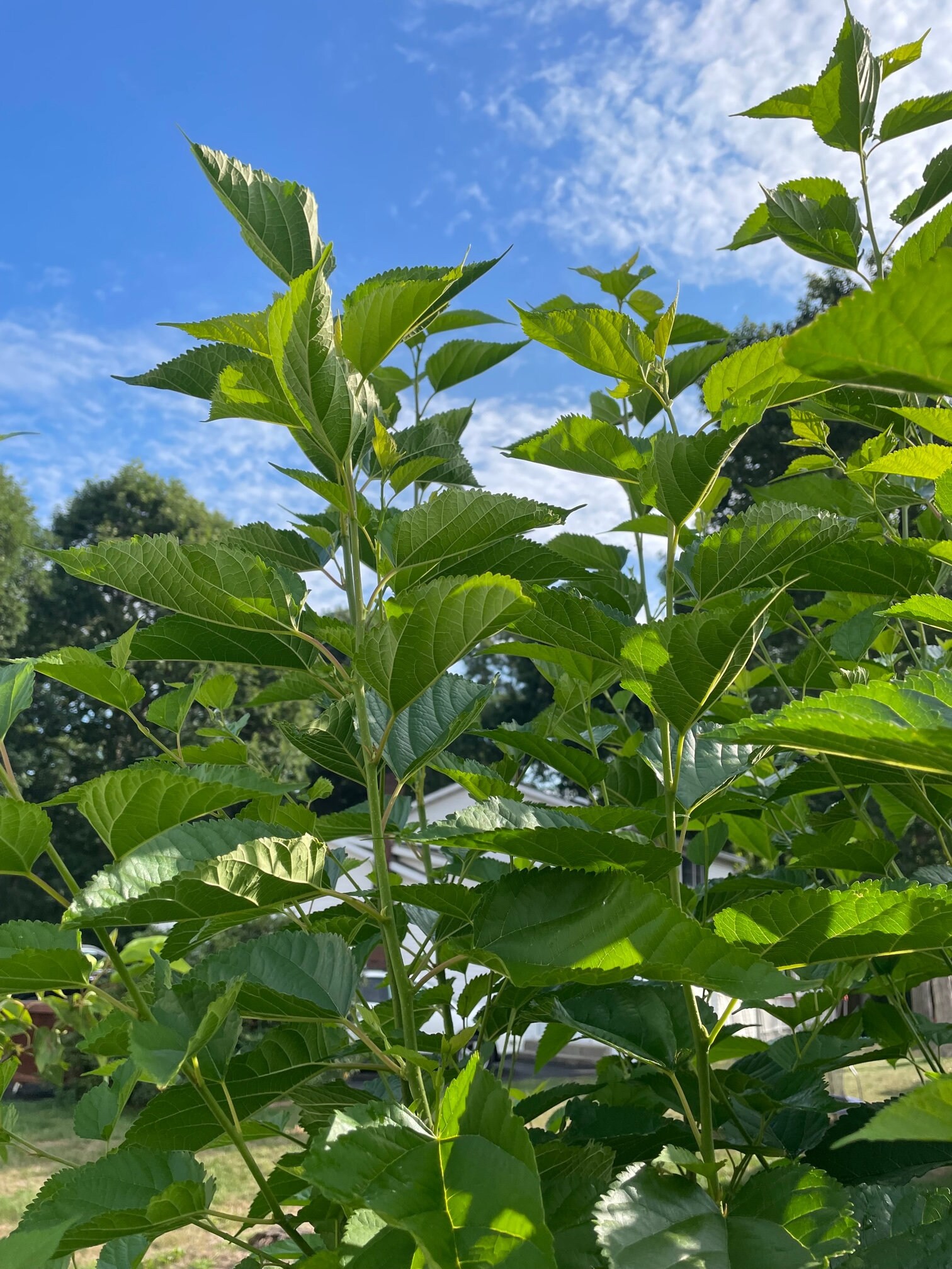 Mulberry Cuttings Naturally Grown 3 Cuttings - Etsy