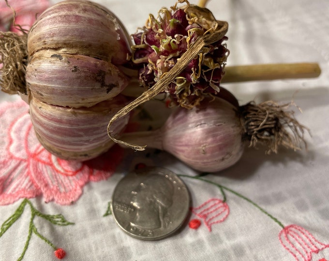 Spanish Roja Garlic Grown From Organic Seed Garlic in Natural ...