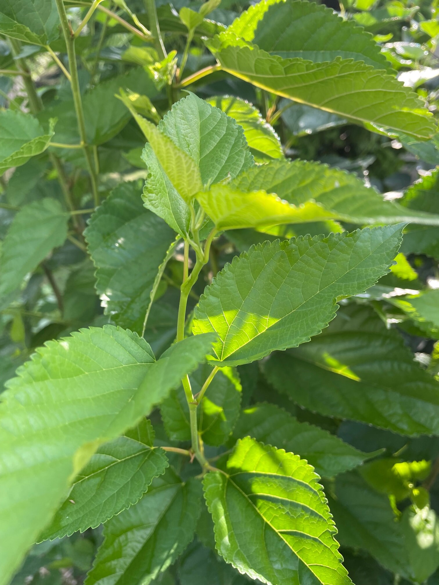 Mulberry Cuttings Naturally Grown 3 Cuttings - Etsy