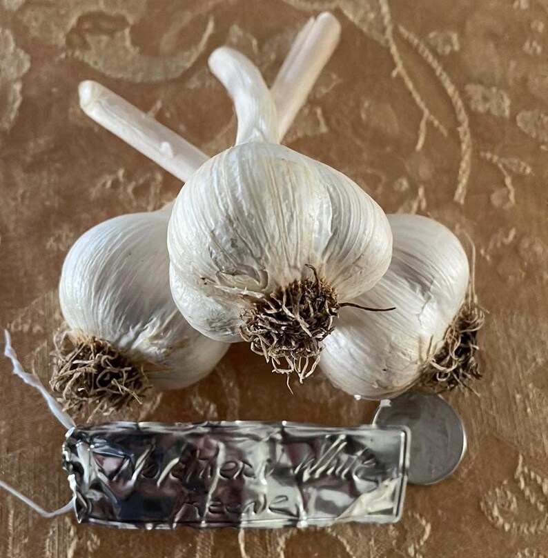 California White Garlic Grown From Organic Seed Garlic in Natural ...