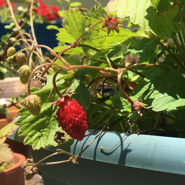 Alpine Strawberry - Etsy