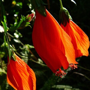 Red Turk's Cap Live Plant Hibiscus Mallow Malvaviscus Arboreus ...
