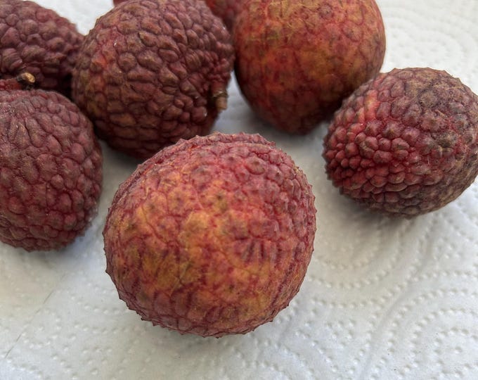 RARE Giant Emperor Lychee Live Plant Lychee Edible Tropical Fruit Tree ...