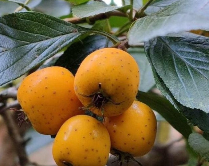 10 Mexican Hawthorn Seeds Tejocote Seeds Exotic Fruit Seeds Manzanita ...