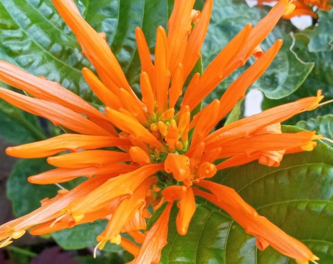 Orange Flame Justicia Chrysostephana Flowering Ornamental Orange Flame ...