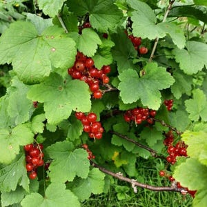 Red Currant Seeds Ribes Rubrum Redcurrant Seeds Fruit Jams Fruit ...