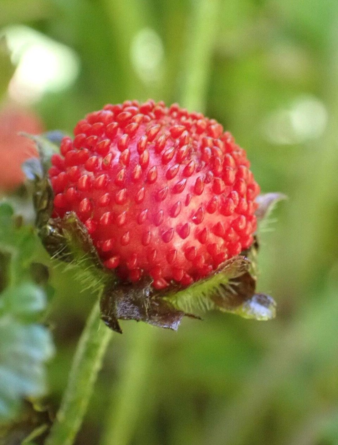50+ Mock Strawberry Seeds Perennial Plant Seeds Potentilla Indica Seeds ...