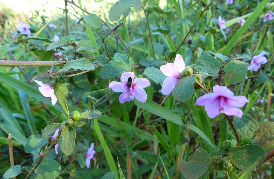 50+ Caesar Weed Seeds Urena Lobata Seeds Plant Seedspink Flower Seeds ...