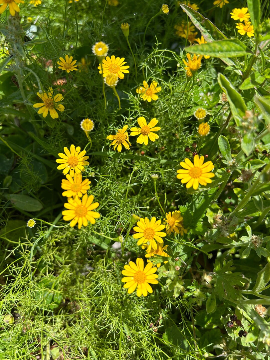 25+ Dahlberg Daisy Seeds Golden Fleece Seeds Thymophylla Tenuiloba ...
