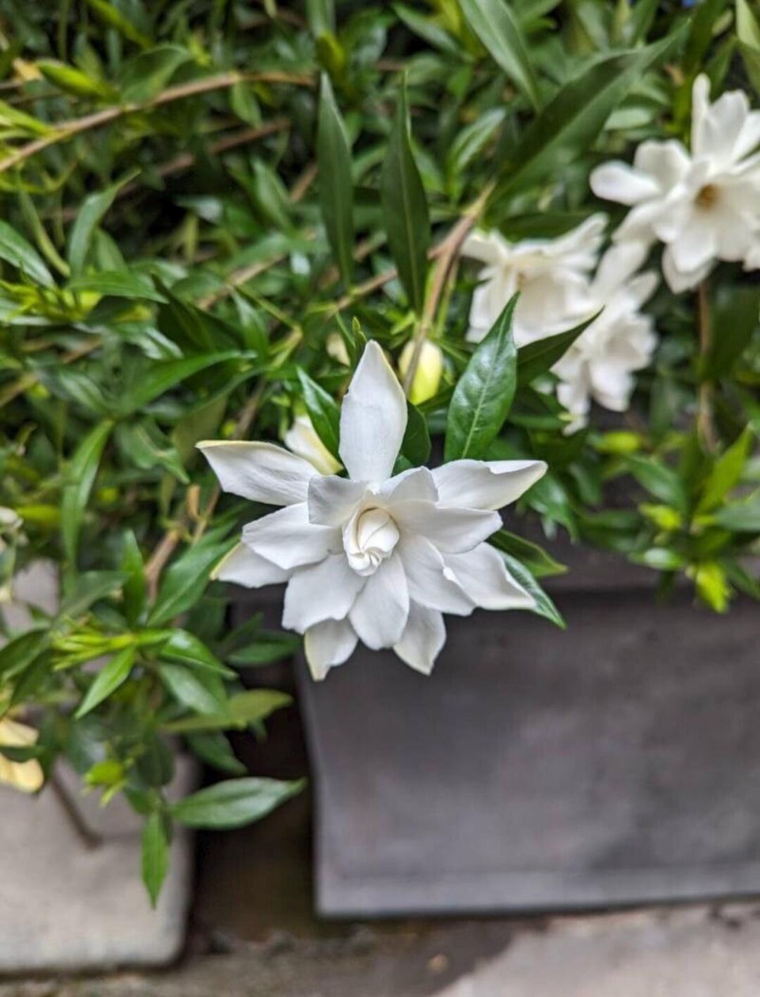Frostproof Gardenia Live Plant Cold Hardy Gardenia Double Blooming ...