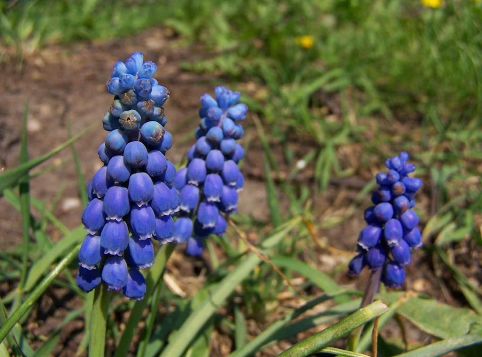 15+ Italian Grape Hyacinth Seeds Bulbous Perennial Plant Seeds Flowers ...