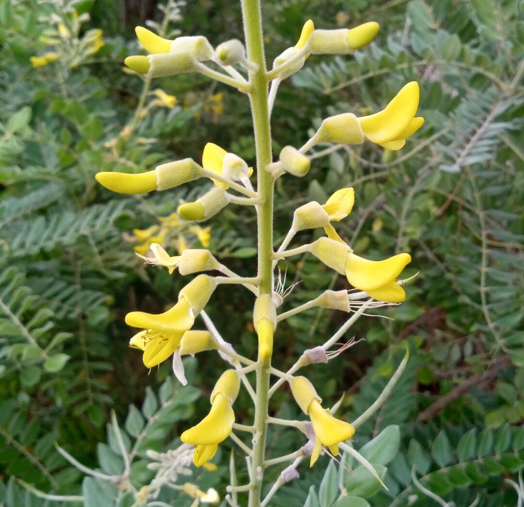 40+ Yellow Necklacepod Seeds Yellow Flower Shrub Seeds Perennial Shrub ...