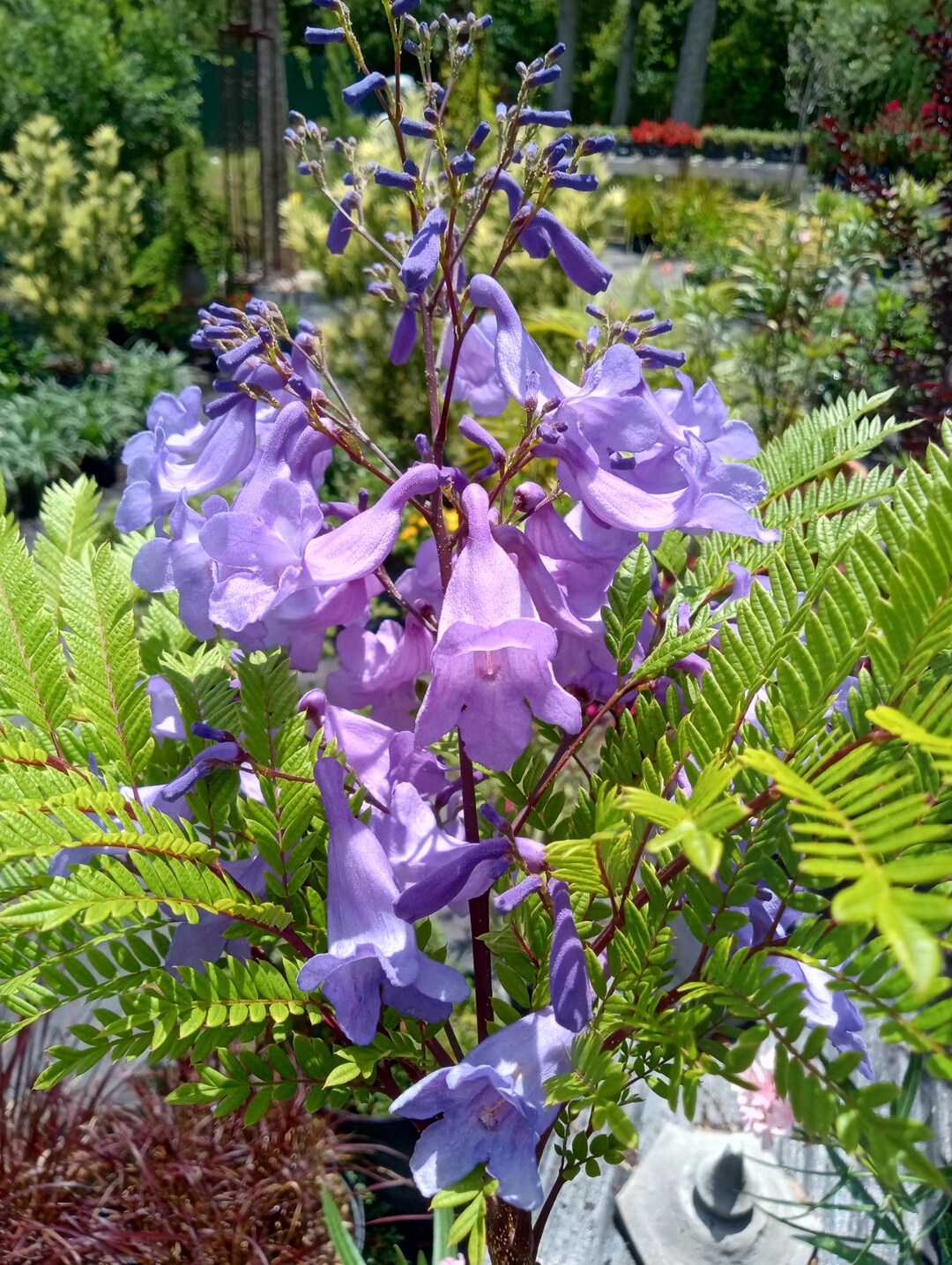 Blue Jacaranda Tree Live Plant Aromatic Flower Purple Flower Fragrant ...