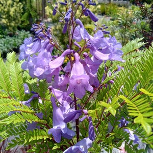 Blue Jacaranda Tree Live Plant Aromatic Flower Purple Flower Fragrant ...