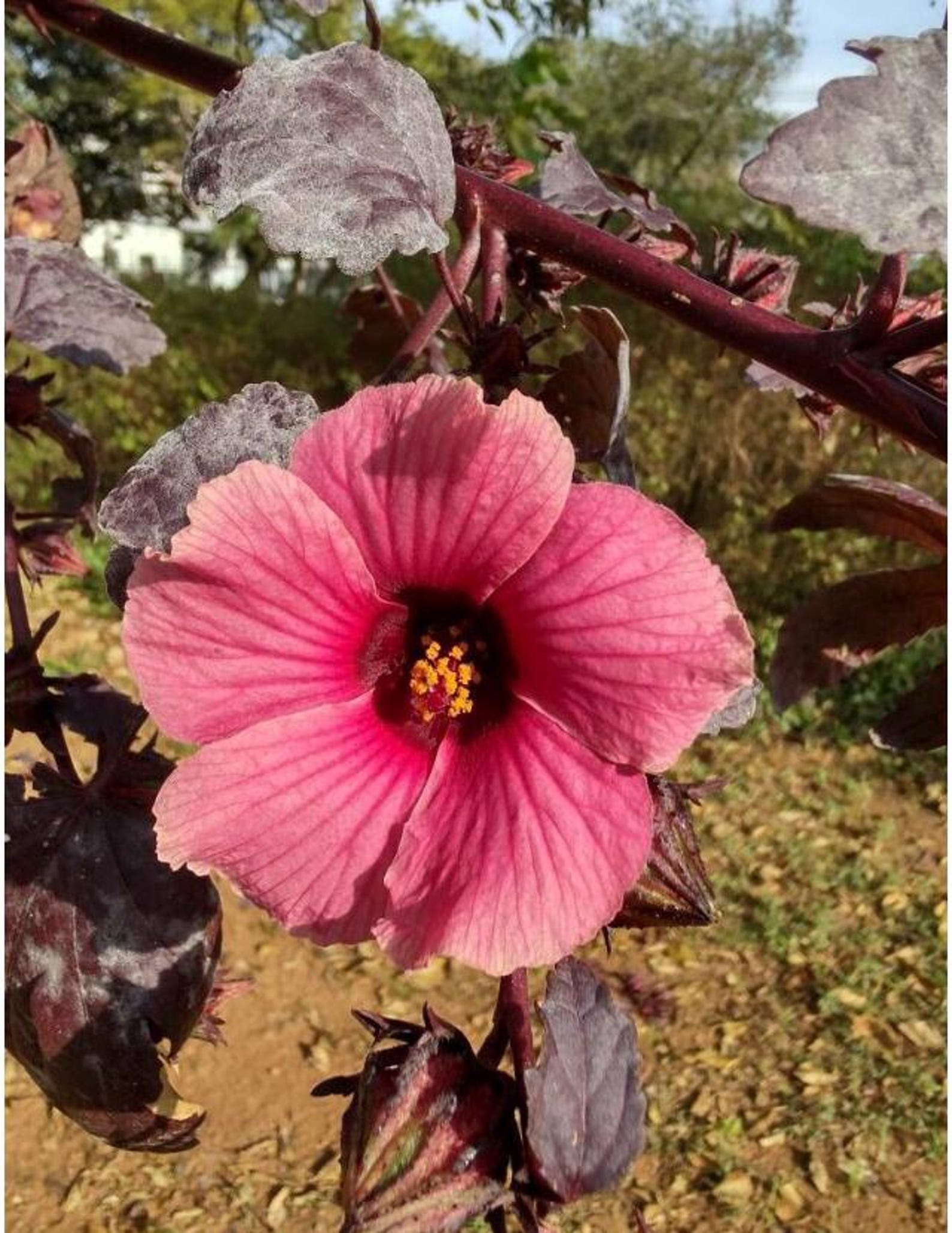 30+ Cranberry Hibiscus Seeds Hibiscus Acetosella Seeds Leafy Greens ...