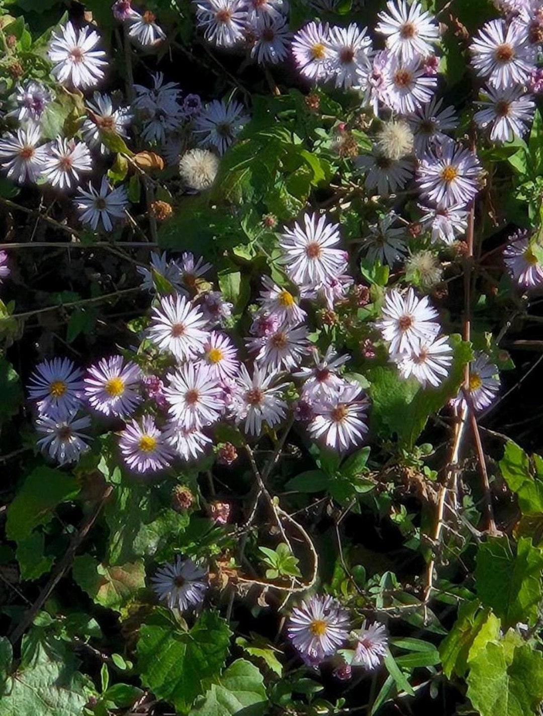50+ Climbing Aster Seeds Native Plant Seeds Perennial Seeds Florida ...