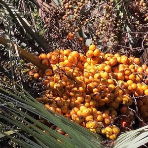 30+ Pindo Palm Seeds Date Palm Plant Seeds Palm Tree Seeds Gift for ...