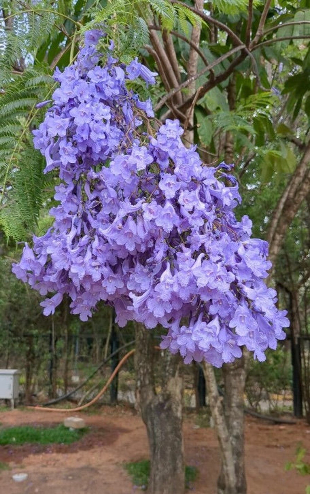 Blue Jacaranda Tree Live Plant Aromatic Flower Purple Flower Fragrant ...