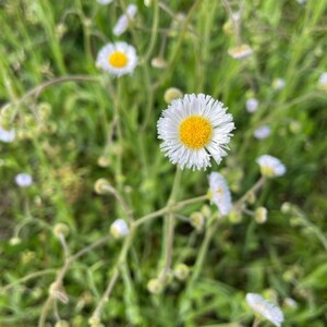 50+ Oakleaf Fleabane Seeds Pollinator Plant Seeds Perennial Wildflower ...