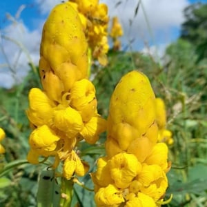 Candlestick Plant Live Plant Senna Alata Candle Bush Yellow Flower ...