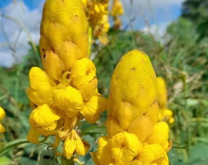 Candlestick Plant Live Plant Senna Alata Candle Bush Yellow Flower ...