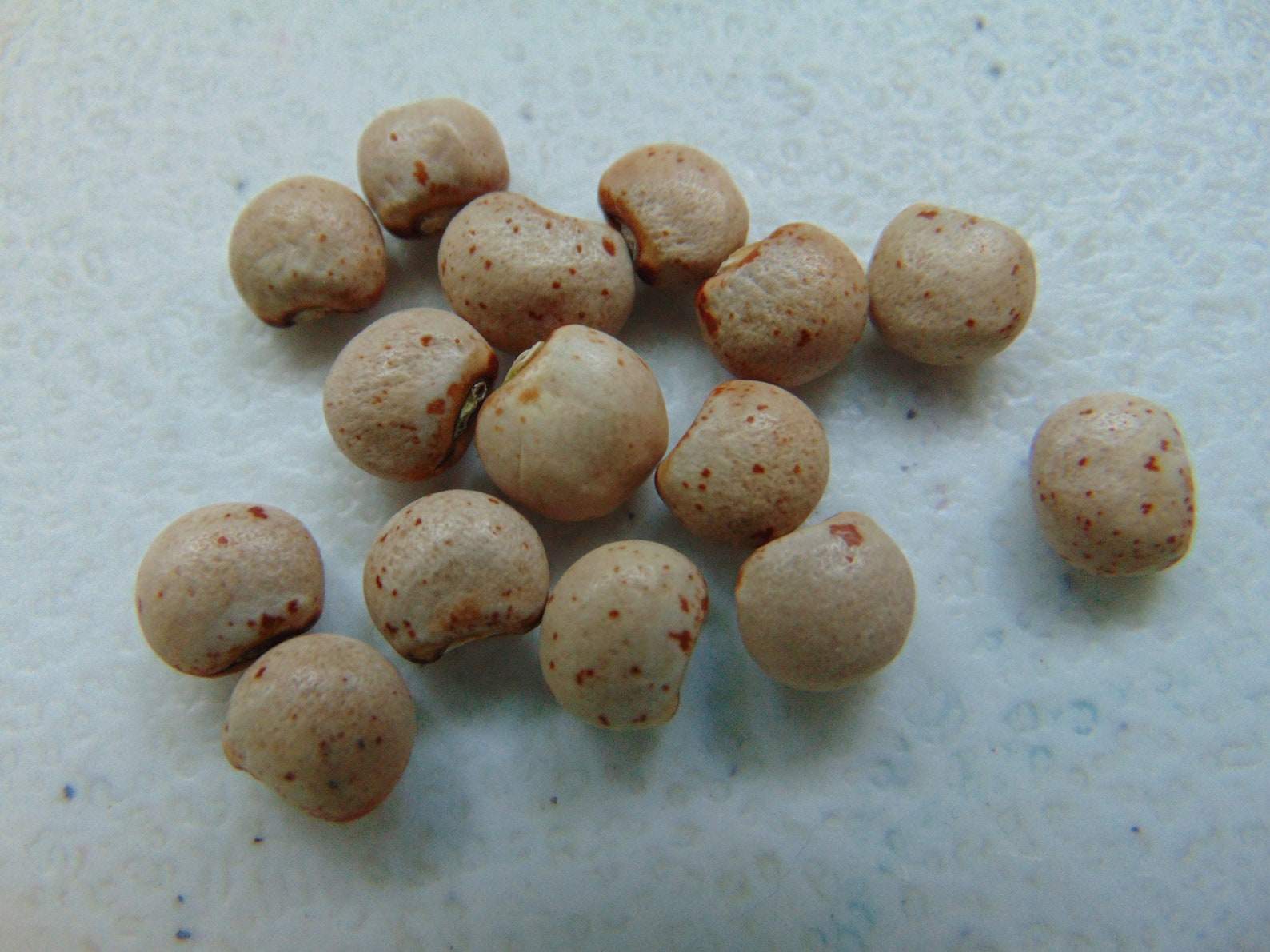 60+ Pigeon Pea Seeds Perennial Plant Seeds Perennial Shrub Seeds ...