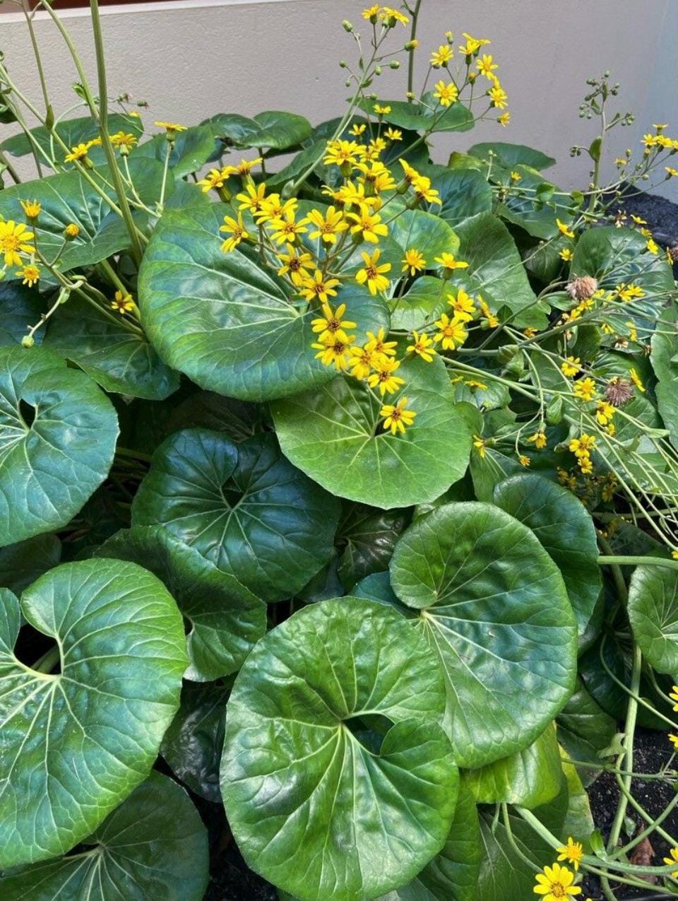 25+ Leopard Plant Seeds Landscaping Plant Seeds Perennial Seeds Cold ...