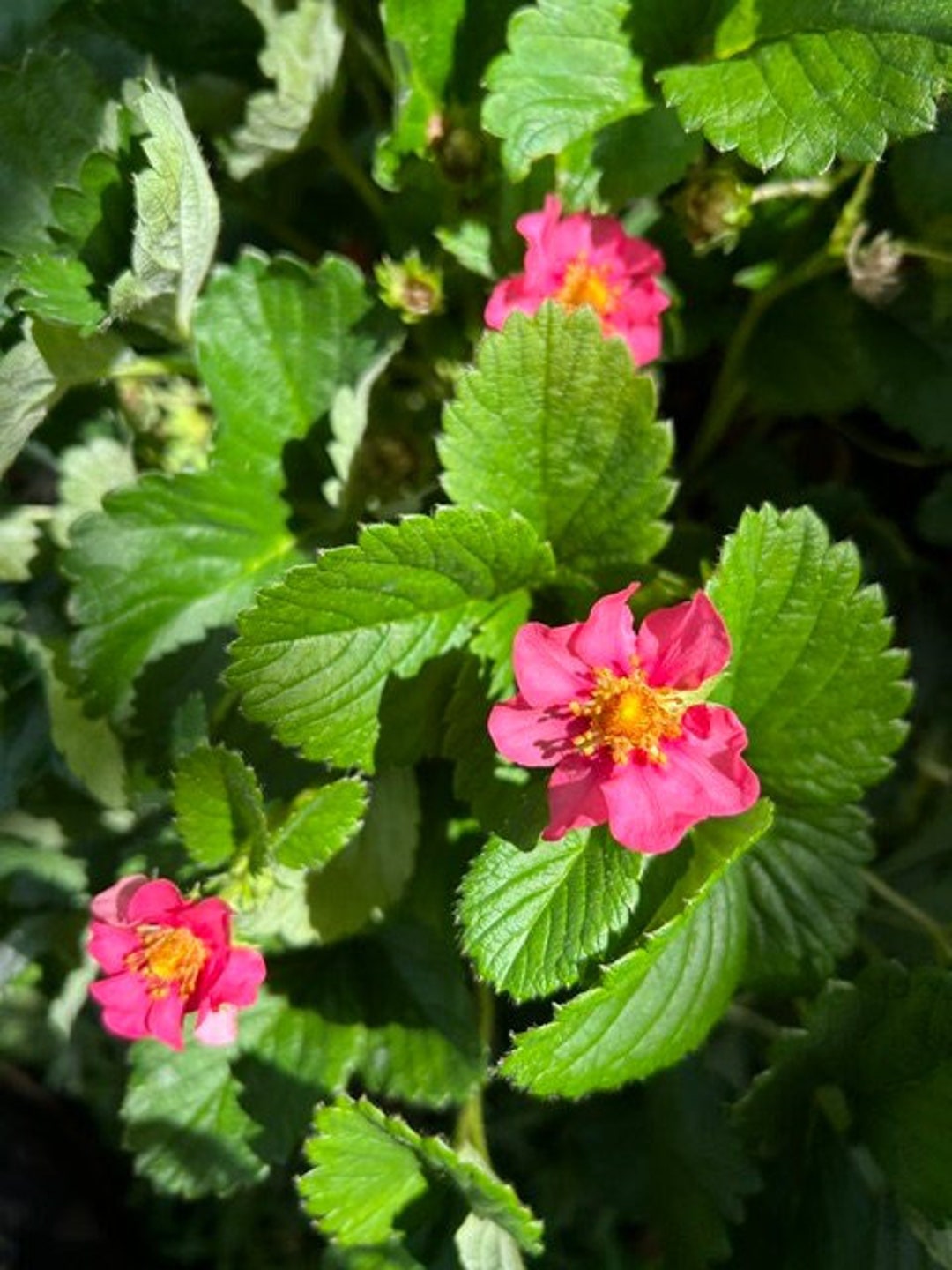 Red Flower Strawberry Edible Berry Edible Fruit Plant Ornamental ...