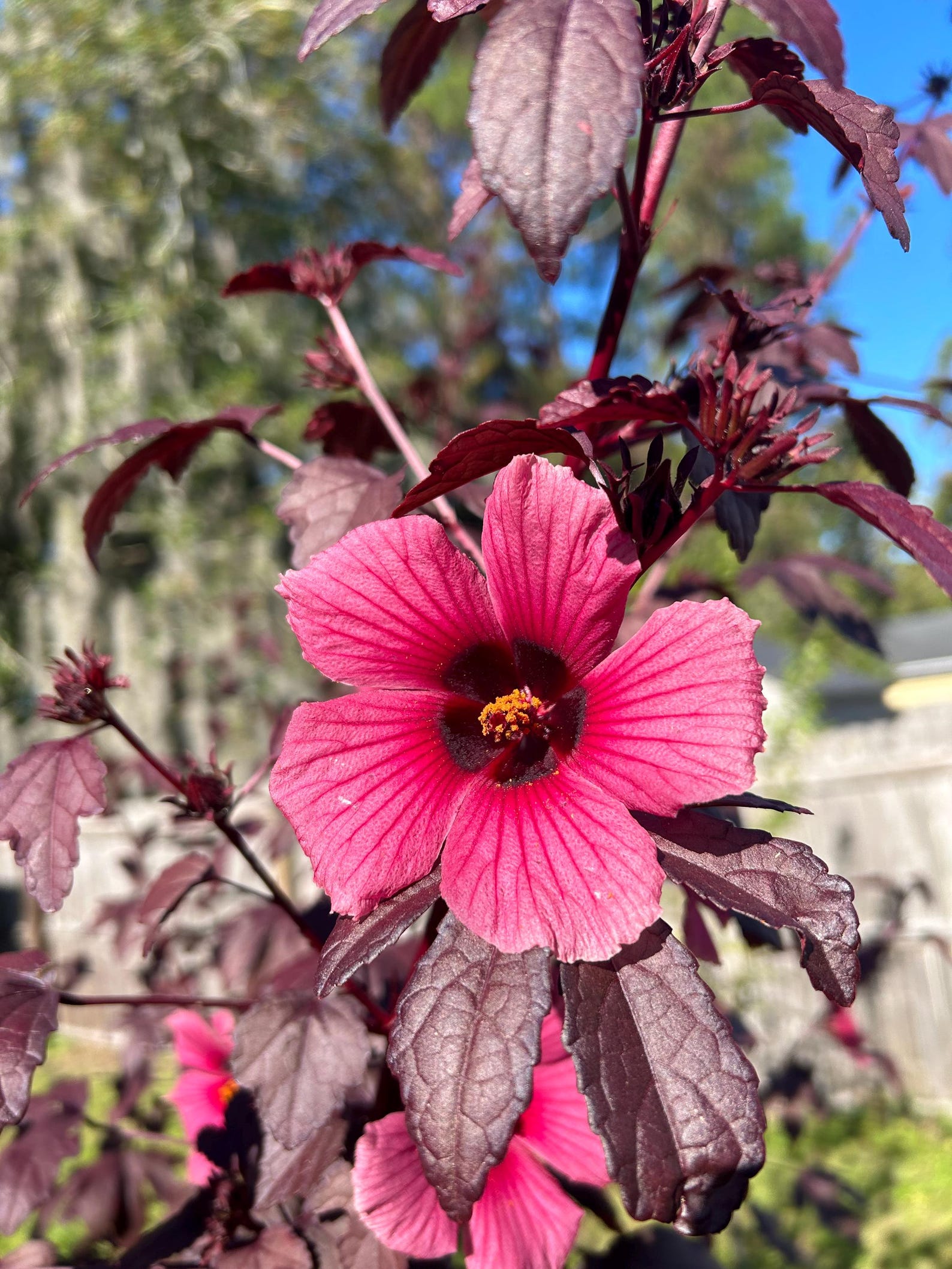 30+ Cranberry Hibiscus Seeds Hibiscus Acetosella Seeds Leafy Greens ...