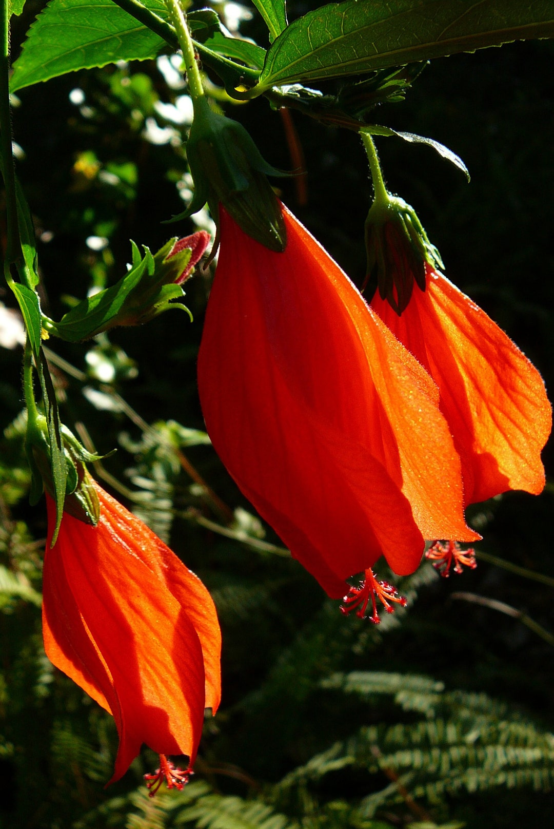 Red Turk's Cap Live Plant Hibiscus Mallow Malvaviscus Arboreus ...