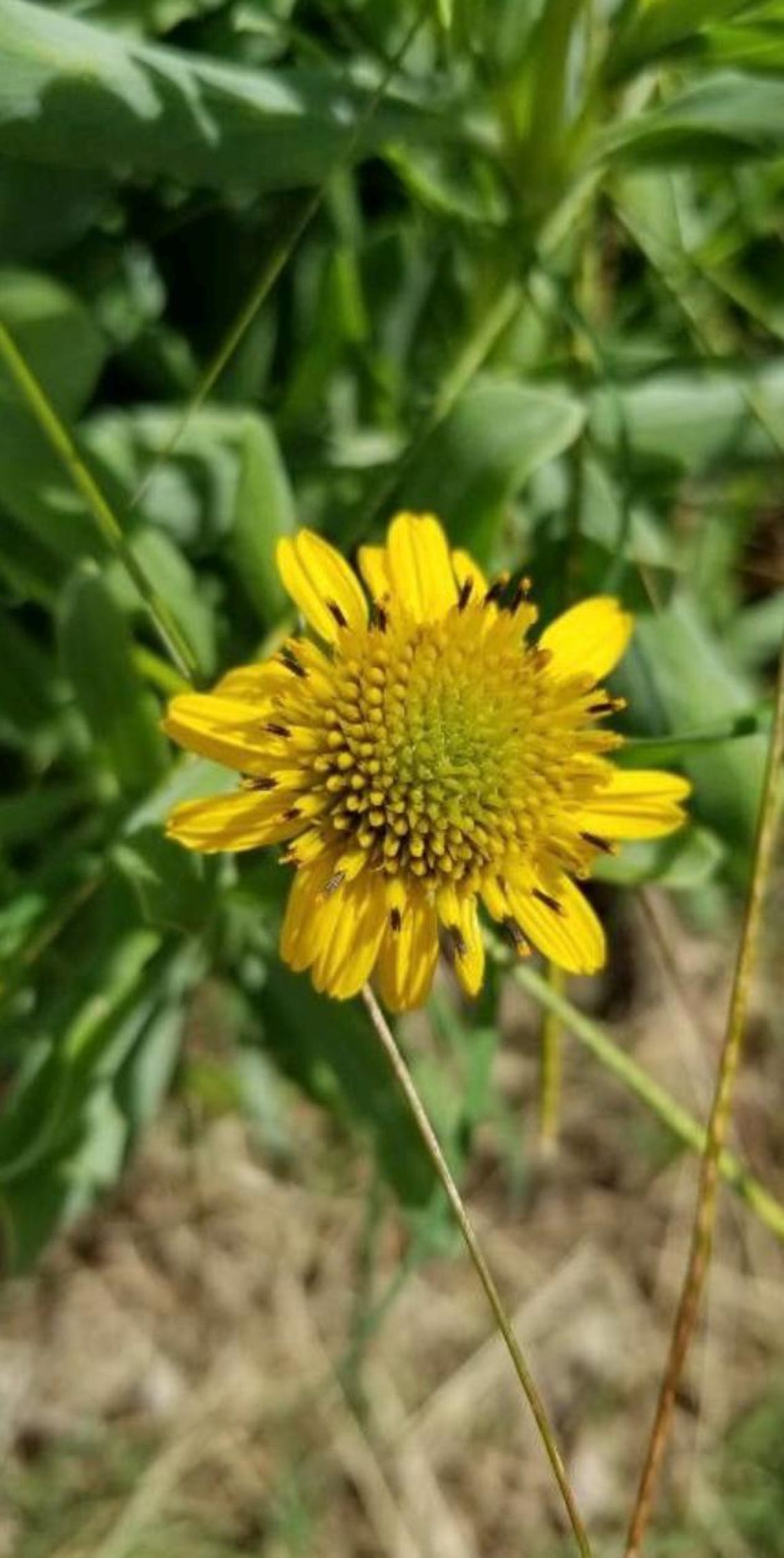 35+ Sea Oxeye Daisy Seeds Native Florida Plant Seeds Florida Wildflower ...