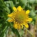 35+ Sea Oxeye Daisy Seeds Native Florida Plant Seeds Florida Wildflower ...