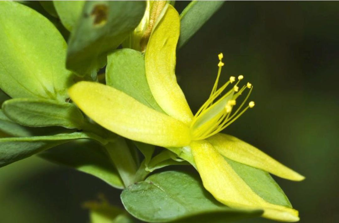20+ St Andrews Cross Seeds St Johns Wort Seeds Perennial Shrub Seeds ...