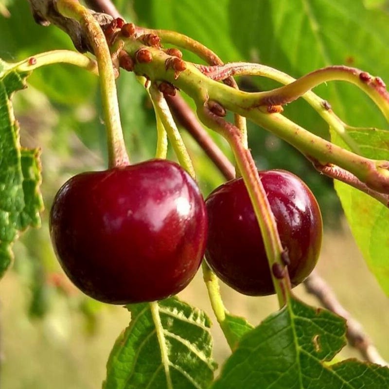 Bing Cherry Tree - Etsy