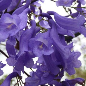 Blue Jacaranda Tree Live Plant Aromatic Flower Purple Flower Fragrant ...