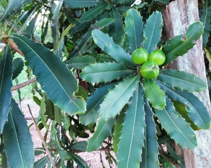 Macadamia Nut Tree Live Plant Live Tree Macadamia Tree Nut Edible Tree ...