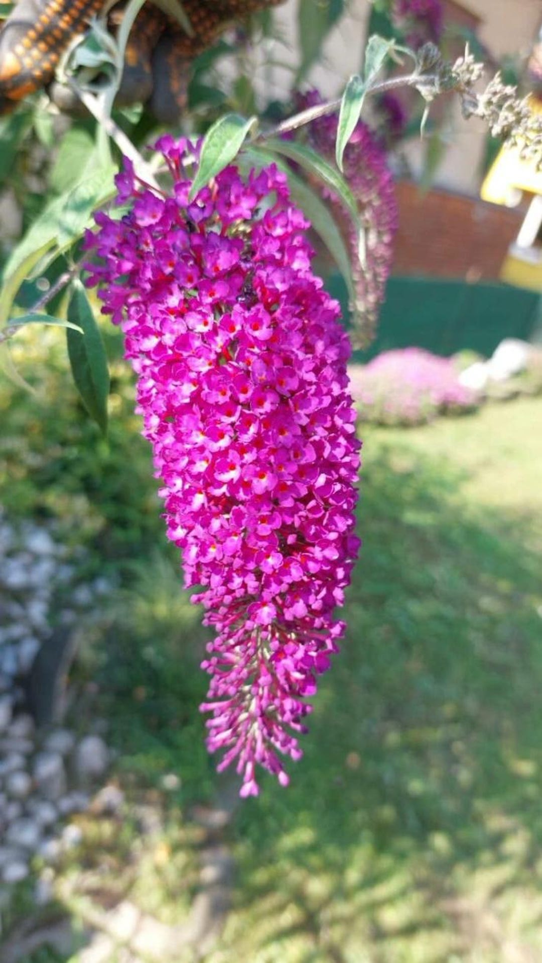 25+ Buddleja Seeds Butterfly Bush Seeds Perennial Shrub Seeds Summer ...
