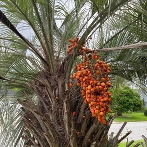 30+ Pindo Palm Seeds Date Palm Plant Seeds Palm Tree Seeds Gift for ...