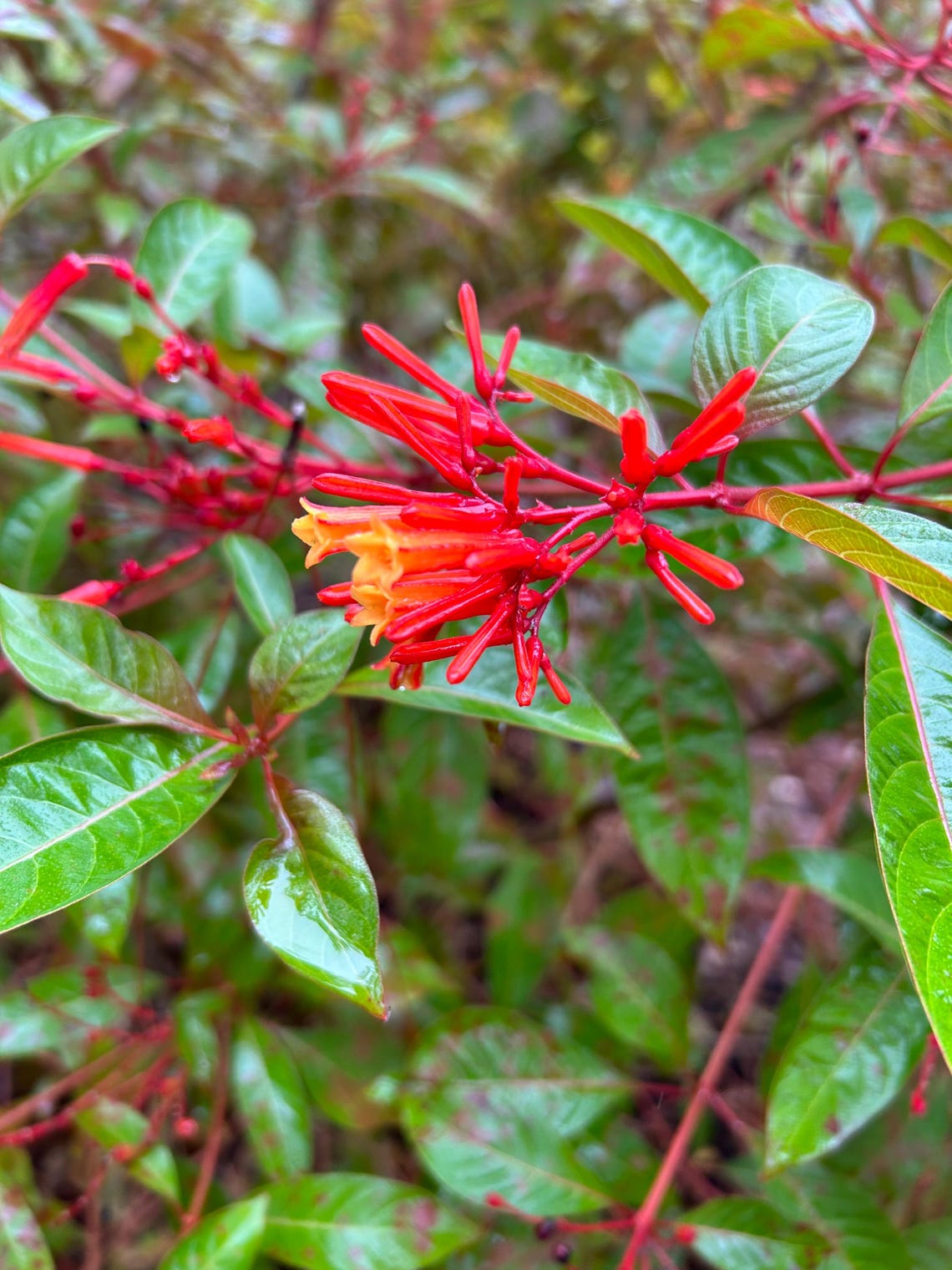 50+ Firebush Seeds Hummingbird Bush Seeds Perennial Shrub Seeds Hamelia ...