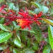 50+ Firebush Seeds Hummingbird Bush Seeds Perennial Shrub Seeds Hamelia ...