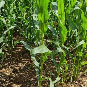 25+ Giant Blue Corn Seeds Blue Maize Seeds Purple Corn Seeds Purple ...