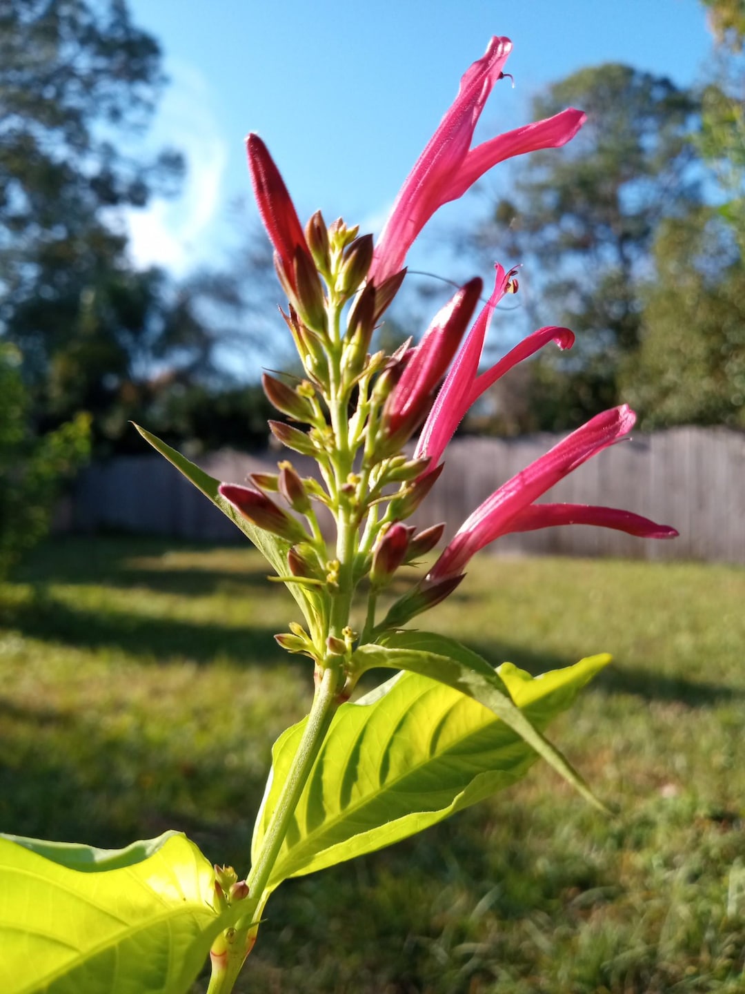 Mexican Honeysuckle Live Plant Dye Natural Muicle Plant Pink Justicia ...