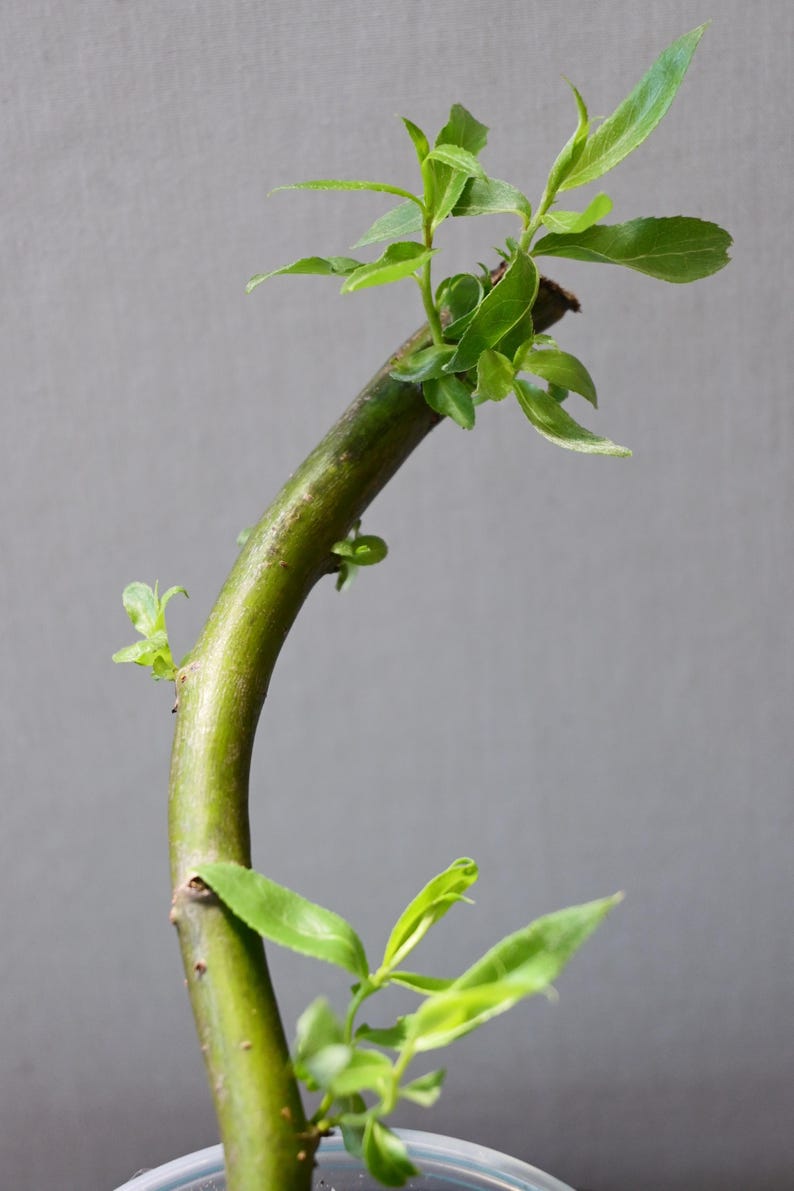 Curly Corkscrew Willow Tree Live Plant Contorted Willow Salix Matsudana ...
