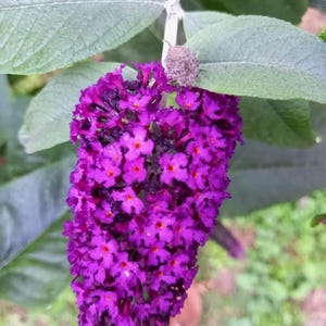 25+ Buddleja Seeds Butterfly Bush Seeds Perennial Shrub Seeds Summer ...