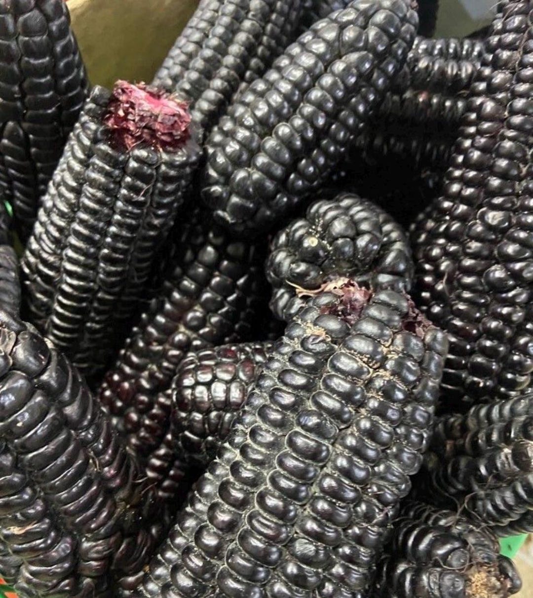 25+ Giant Blue Corn Seeds Blue Maize Seeds Purple Corn Seeds Purple ...