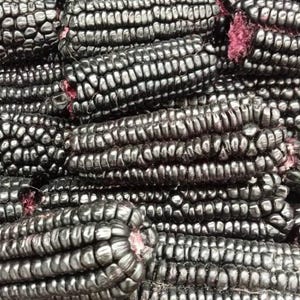25+ Giant Blue Corn Seeds Blue Maize Seeds Purple Corn Seeds Purple Maize Hominy Seeds Corn Blue ...